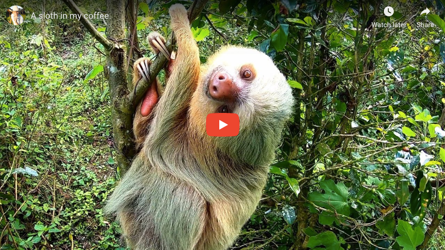 A sloth in my coffee (Nicaragua Coffee Trip) – Farmer Derek Klingenberg